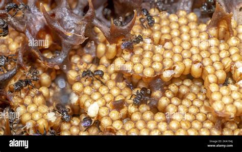 Inside The Hive Of Stingless Bee The Eggs Of Trigona Aitama Surrounded