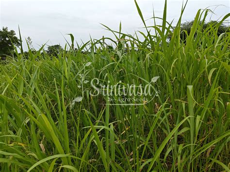 Csv 33mf Cofs33 Grass Seeds Srinivasa Agro Seeds