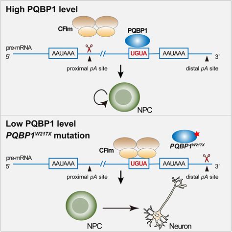 Dynamic Regulation Of Alternative Polyadenylation By Pqbp1 During