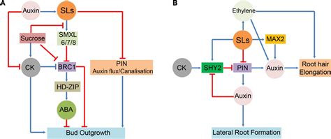 Frontiers Biological Functions Of Strigolactones And Their Crosstalk