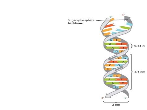 Structure Of Proteins And Nature Of Bond Linking Monomers In A Polymer Ppt