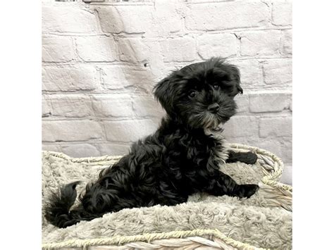 Full Grown Morkie