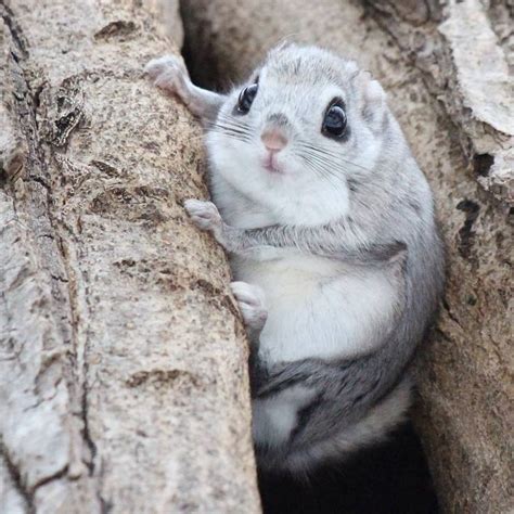 Adorable Japanese Dwarf Flying Squirrel And Siberian Flying Squirrel