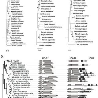 A Maximum Likelihood Phylogeny And Structure Of The Domesticated Download Scientific Diagram