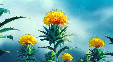 Studio Ghibli The Floral Art Of Studio Ghibli