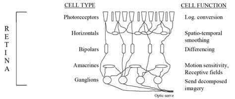 31 Natural Photo Sensory Systems Engineering Libretexts