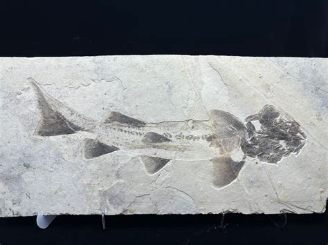Fossil Fossil Matrix Protopsephurus 69 Cm 32 Cm Auction Online Catawiki