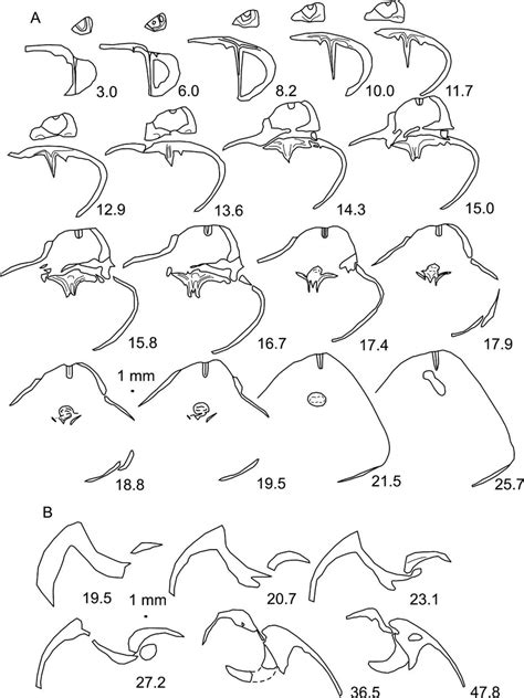 Selected Transverse A And Longitudinal B Serial Sections