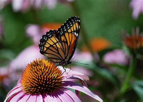 The Tattered Butterfly Photograph By Tracie Fernandez Fine Art America