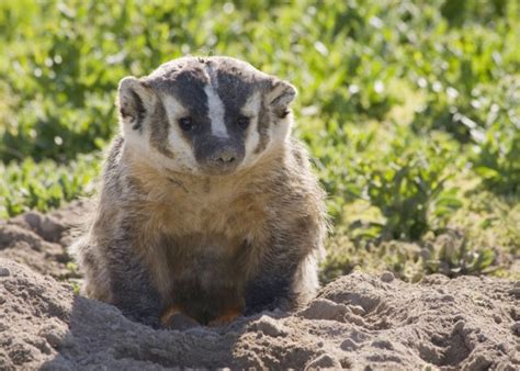 Ask The Naturalist Do Badgers Hibernate