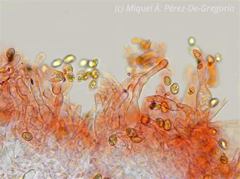 Microscopie Cystides De Crepidotus Subverrucisporus L Sanchez M Pérez De Gregorio