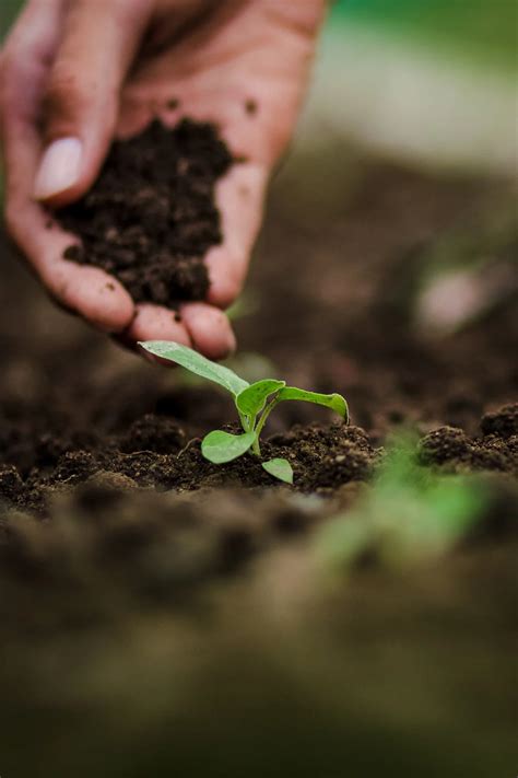 What Is Syntropic Farming — Blacklotus Landscaping