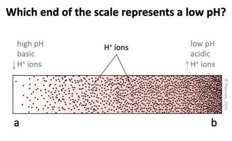 Lecture 4a Acid Base Balance Flashcards Quizlet