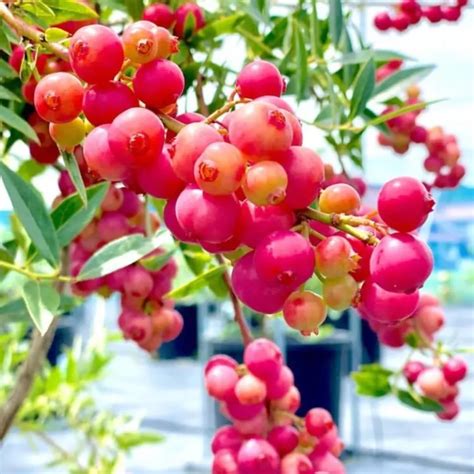 Blueberry Plants Live For Planting Set 2 Pink Lemonade