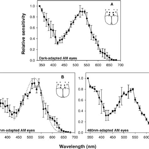 Erg Recordings Spectral Sensitivity Curves For The Anterior Median Download Scientific Diagram