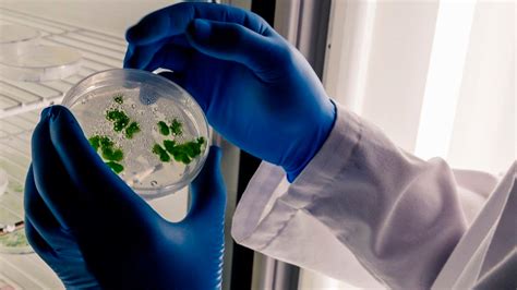 Descubren Una Nueva Vía Para Crear Mejores Antibióticos Y Más Eficaces