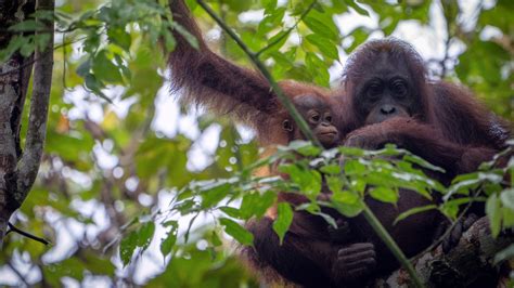 Exclusive Interview Reduce Carbon Emissions With Wwfs Sophia Lim