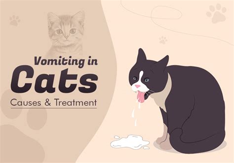 Vomiting In Cats Causes And Treatment