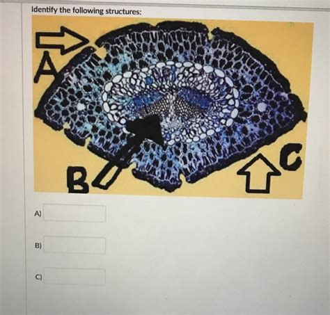 Solved Identify The Following Structures A B C Chegg