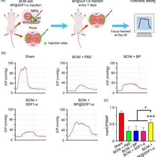 The Assessment Of Erectile Function A A Schematic Of The Assessment Download Scientific