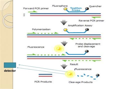 Real Time Pcr