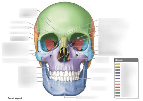 Cranium Bones Diagram Quizlet