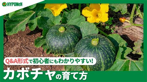 ☘81：カボチャの育て方｜色艶の良い、おいしいカボチャを育てるには？植えつけや水やり、肥料の与え方などもご紹介【plantiaqanda】植物の