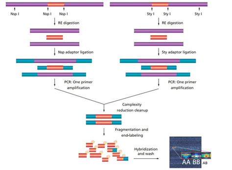 Affymetrix Genome Wide Human Snp Array 60