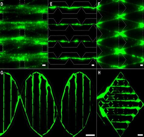 Scientists Create ‘living Robots That Can Eat Grow And Develop