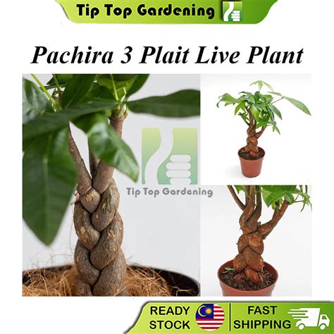 Real Live Plant Pachira 3 Plait Thick Stem Money Tree Pokok Hidup