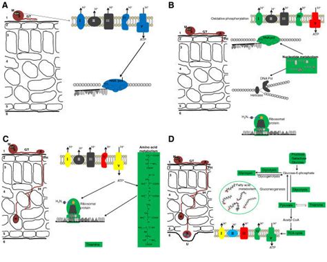 Schematic Representation Of Events Occurring In The Pathogen During The