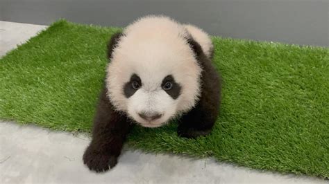熊猫“叻叻”即将满周岁，河川生态园推出为期一个月的熊猫主题活动 Travellution 畅游行