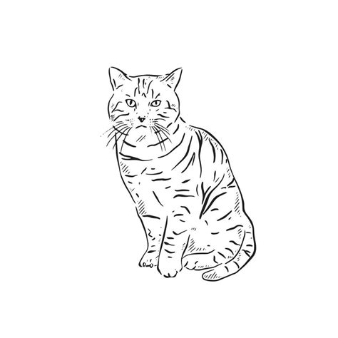 A Line Drawn Illustration Of A Farm Tabby Cat In Black And White Hand