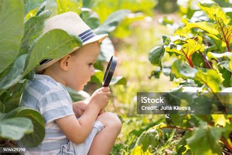 여름 방학 모자를 쓴 작은 아이가 돋보기로 나뭇잎을 바라본다 미취학 아동은 돋보기로 자연을 연구합니다 교육 견학 연구 개념 2 3 살에 대한 스톡 사진 및 기타 이미지