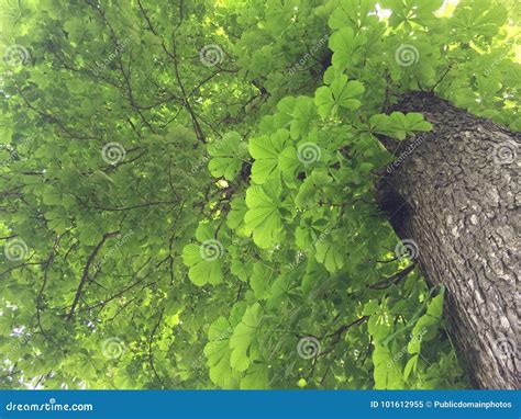 Vegetation Tree Ecosystem Nature Reserve Picture Image 101612955