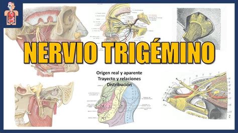 Función Del Nervio Troclear