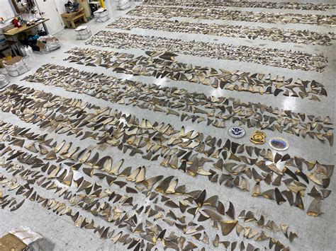 魚翅需求大 美港口查獲635公斤非法乾魚翅 動物友善網