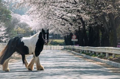 Where To See Spectacular Cherry Blossom In Seoul
