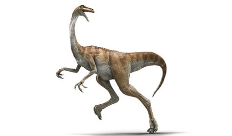 Gallimimus Facts And Pictures