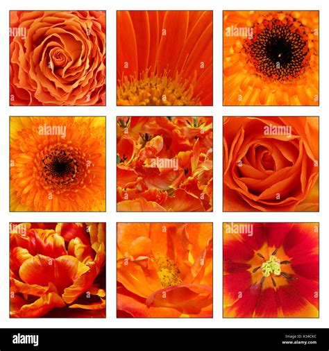 Orange Flowers Names And Pictures At Bill Voigt Blog