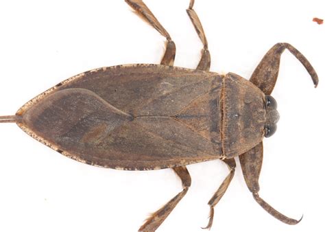 Giant Water Bug