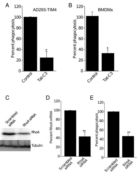 The Phosphatidylserine Receptor Tim4 Utilizes Integrins As Coreceptors To Effect Phagocytosis Pmc