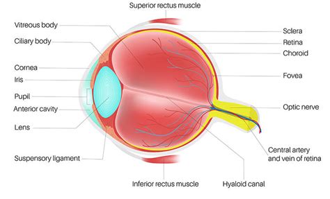 Anatomy Of The Human Eye Visual Acuity Light