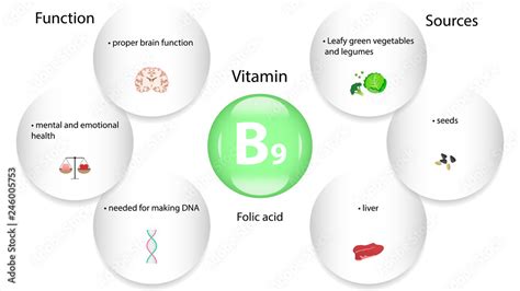 Vitamin B9 Vector Design Vitamin B9 Function And Sources Folic Acid