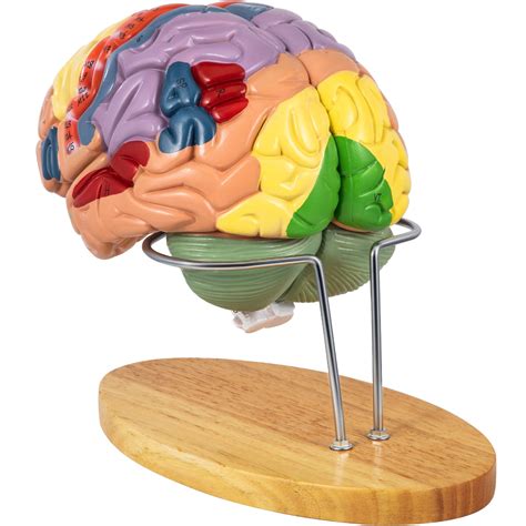 Vevorbrand Life Size Human Brain Model With Labels And Nepal Ubuy
