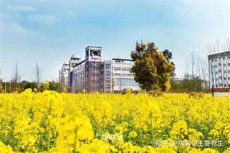 在成都锦城学院的就读体验怎么样？ 知乎