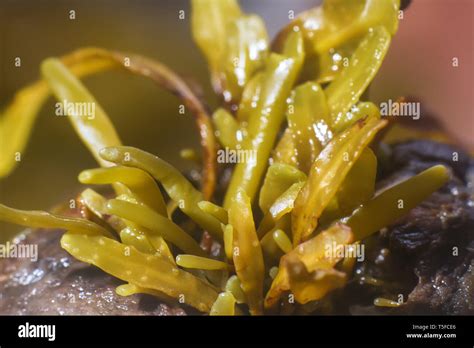 Life Cycle Laminaria And Fucus Brown Algae