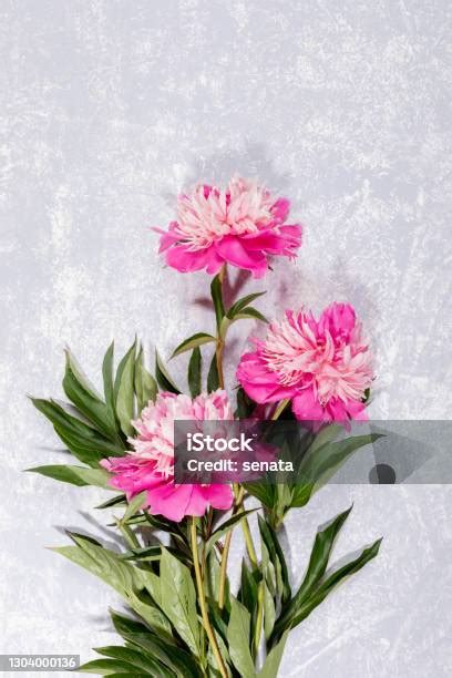 세 가지 신선한 아름다운 핑크 모란 꽃에 최고 보기는 질감 회색 배경에 누워있다 3가지 개체에 대한 스톡 사진 및 기타 이미지 3가지 개체 결혼식 계절 Istock