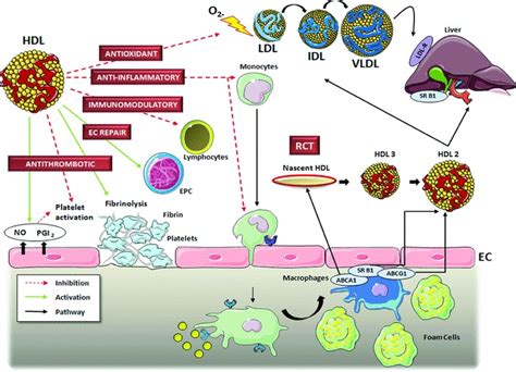 Hdl Anti Atherothrombotic Effects One Of The Most Atheroprotective