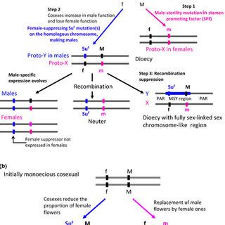 Evolution Of Sex Determining And Sex Linked Genome Regions A Download Scientific Diagram